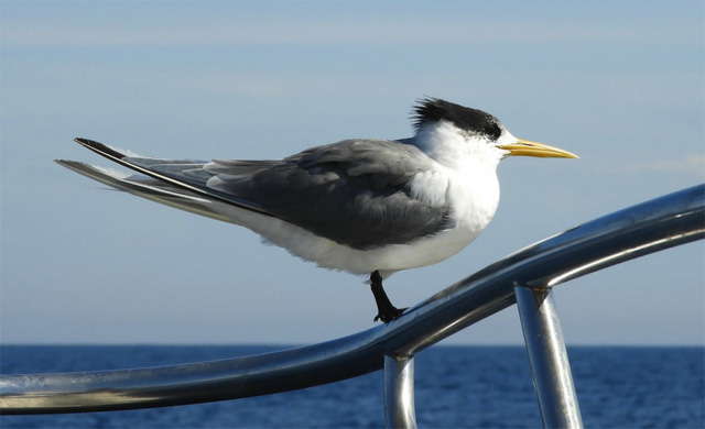 13 April 2019 Report: Sydney Pelagics & Nature Watching Tours