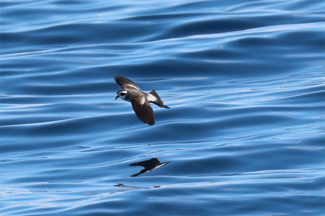 26 August 2023 Report: Sydney Pelagics & Nature Watching Tours